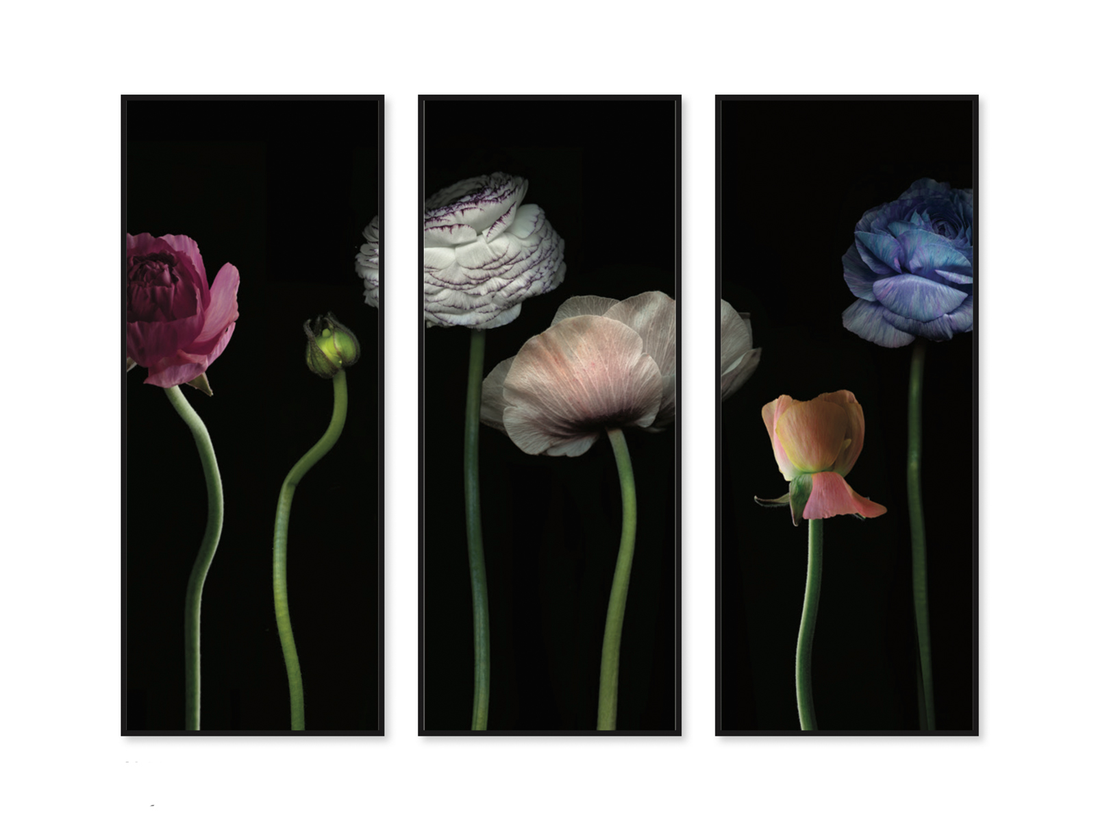 Triptych Flowers On Black | INspiration Interiors